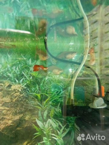 Аквариумные рыбки гуппи