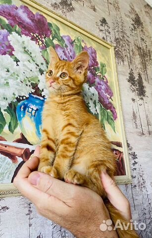 Чудесная Рыжая Девочка 3 месяца