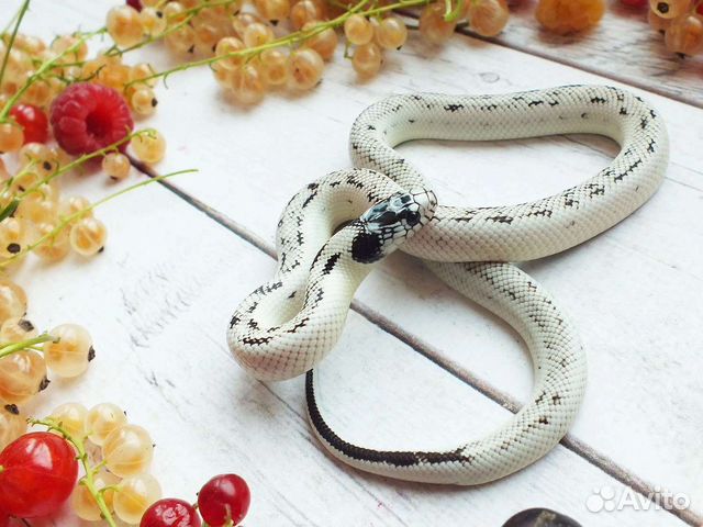 Королевская Калифорнийская змея