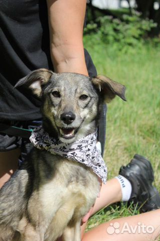 Нежна собачка Мышка ищет семью