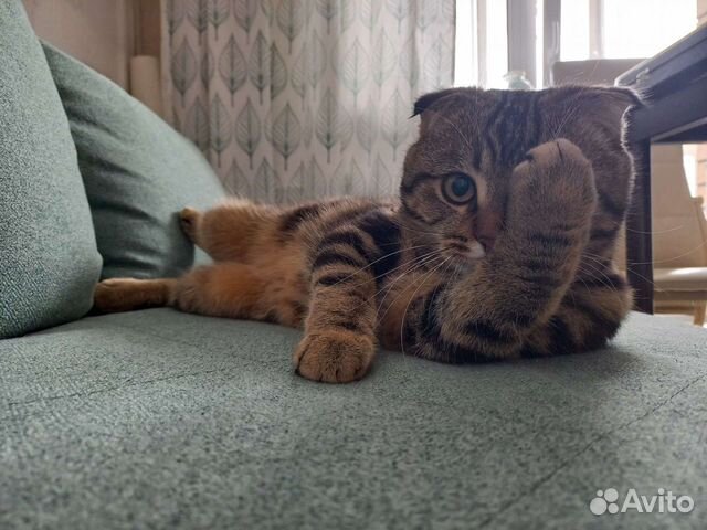 Кот вязка