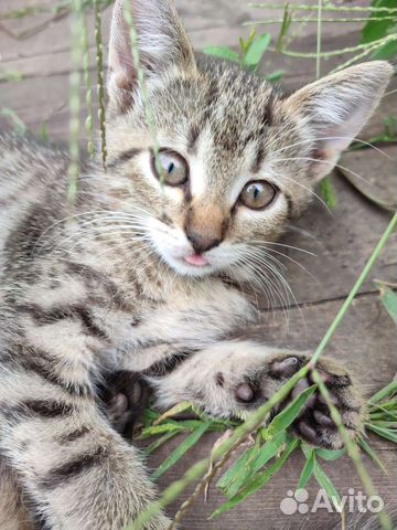 Кот "Самый простой"