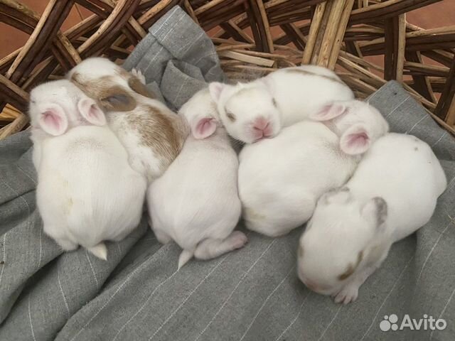 Крольчата