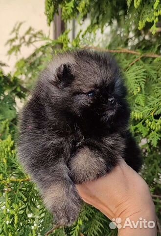 Мальчик мини шпиц волчьего окраса