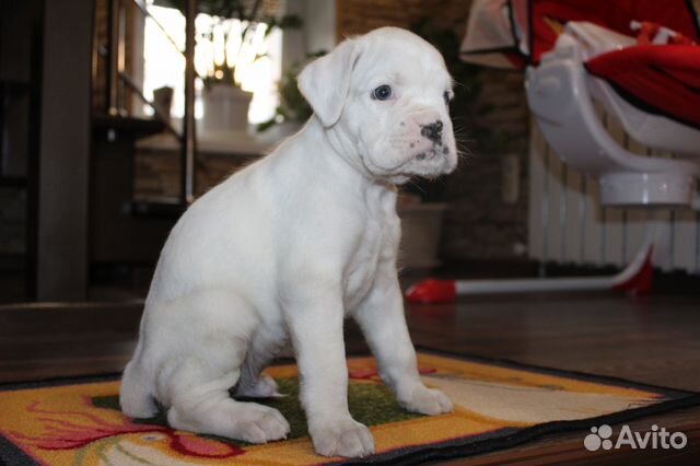 Щенок Немецкого Боксёра белого окраса