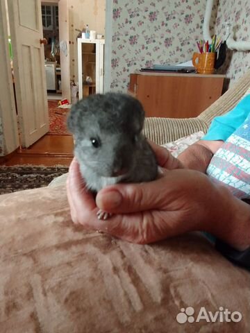 Шиншиллята девочки