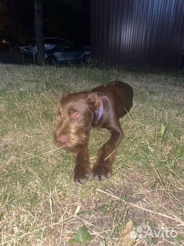 Найдена собака