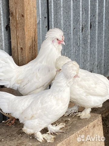 Цыплята турецкой Султанки