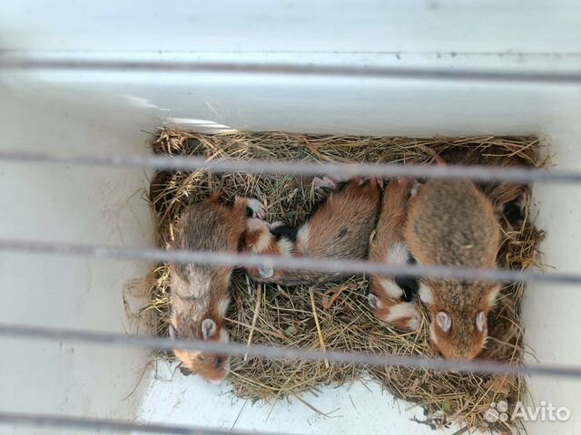 Хомяк карбыш (дикий)