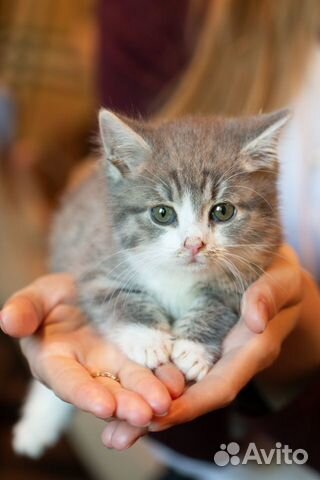 Нежный 2- месячный котёнок Джессика ждёт семью