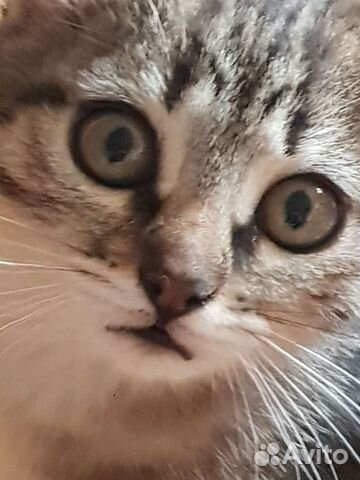 Котодевочка