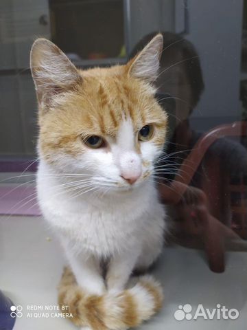 Котик Лева ищет дом