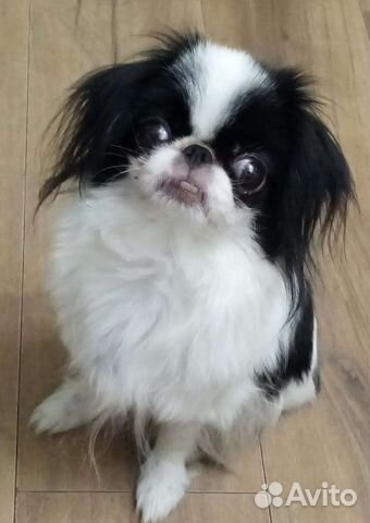 Взрослая девочка хина