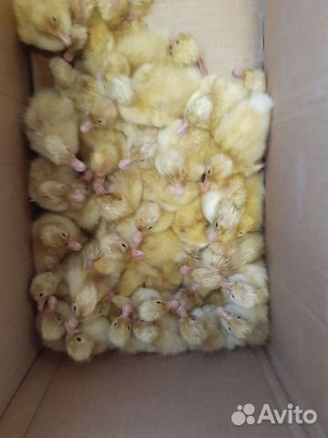 Утята Старт 53 вывод 10.07.22