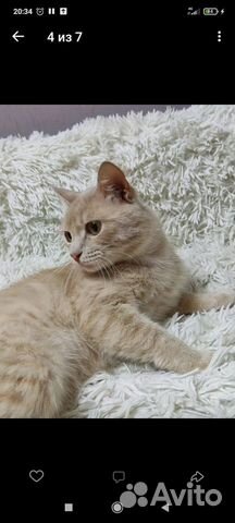 Кот Добрыня ищет дом