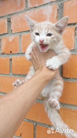 Котенок мальчик в добрые руки