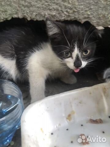 Котенок и Кошка