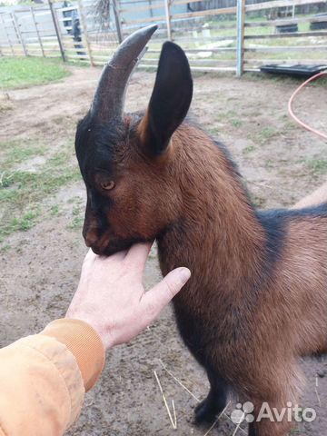 Козел чешский