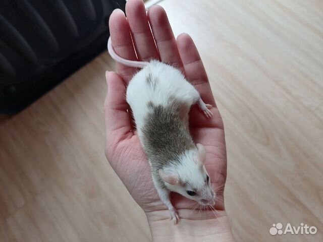 Мастомис, 2 месяца