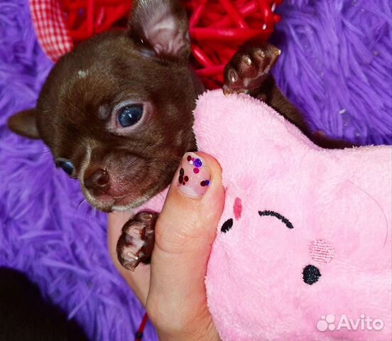 Микрушечка кукольная малышка сладкая шоколадка