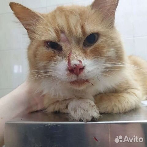 Котик ищет семью
