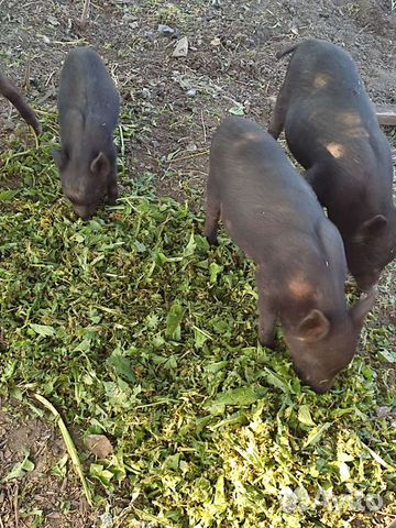 Поросята кармалы