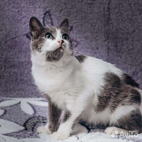 Кошка в добрые ручки