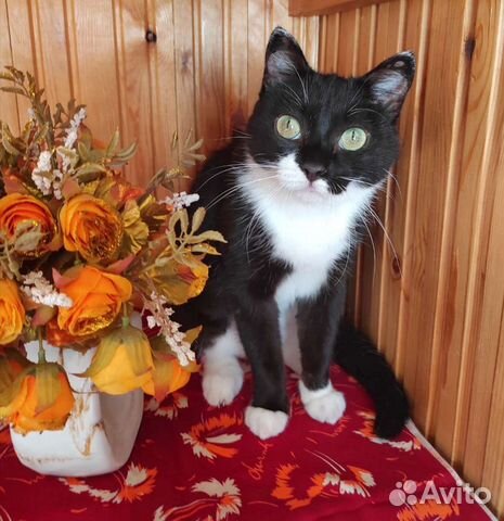 Кошка в дар