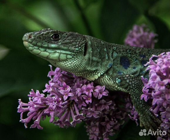 Жемчужная ящерица