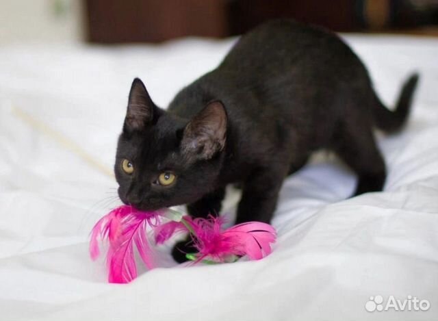 Сладкий котенок ищет дом