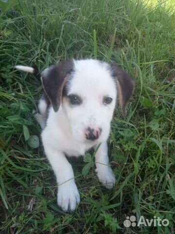 Щенки 1,5 мес будут средними в дар