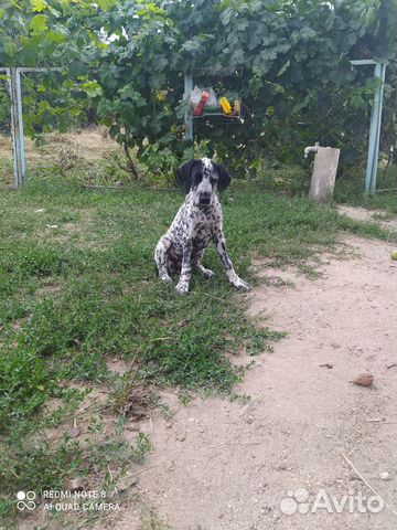 Долматинец