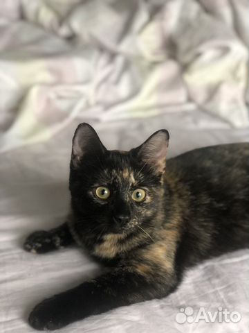 Кошка