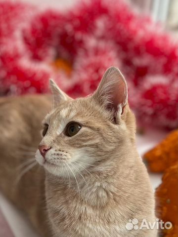 Просто котик