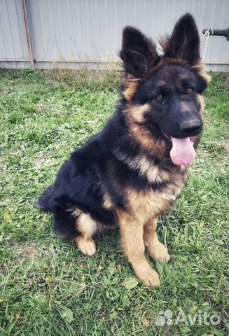 Немецкая овчарка