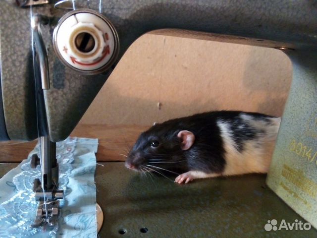 Крысята дамбо