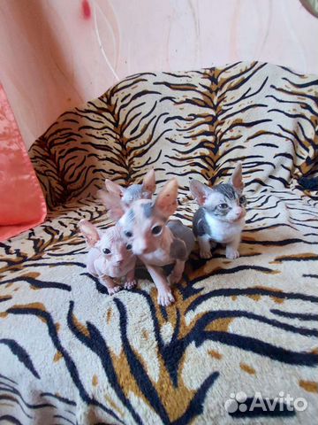 Котята сфинкс