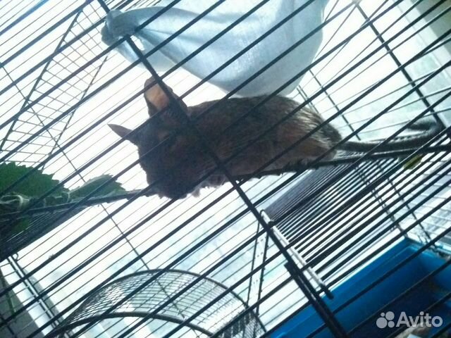 Белки дегу (мальчик и девочка)