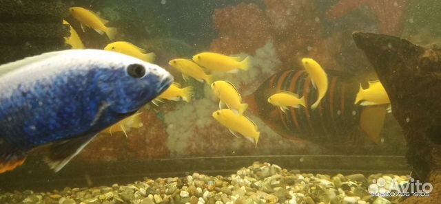 Цихлиды бесплатно