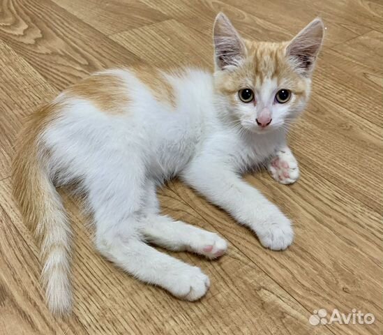 Рыжий котенок в добрые руки