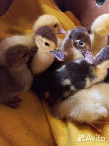 Домашняя птица