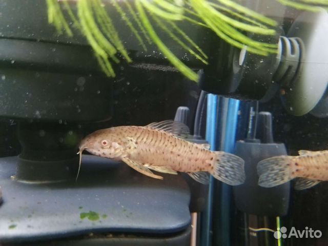 Сом таракатум