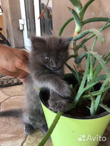 Котенок