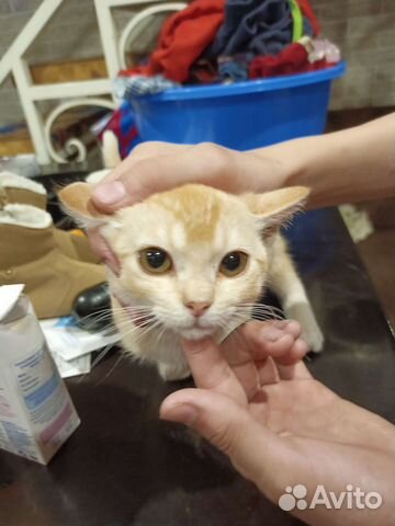 Котенок мальчик крысолов