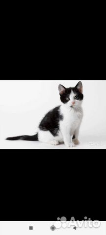 Котенок черно-беленький в дар