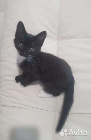 2-месячный Мартин ищет хозяина