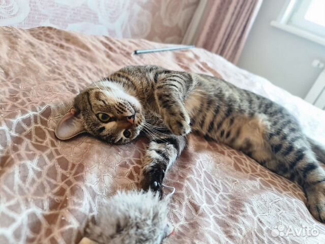 Котик домашний ласковый