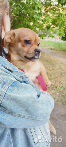 Собака помесь