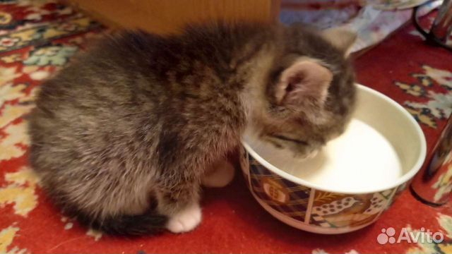 Отдам котят месячные в добрые руки бесплатно