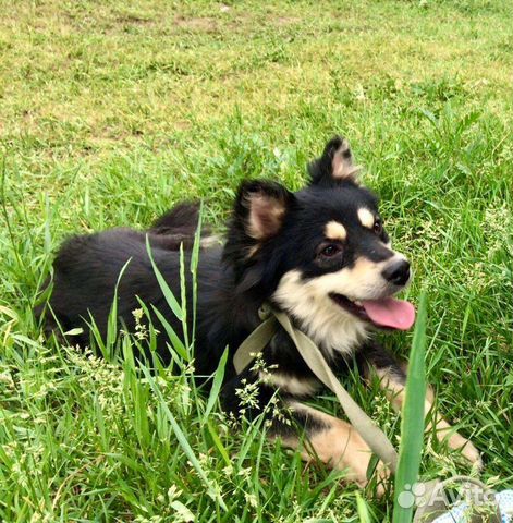 Милый пёсик Шкодик ищет семью